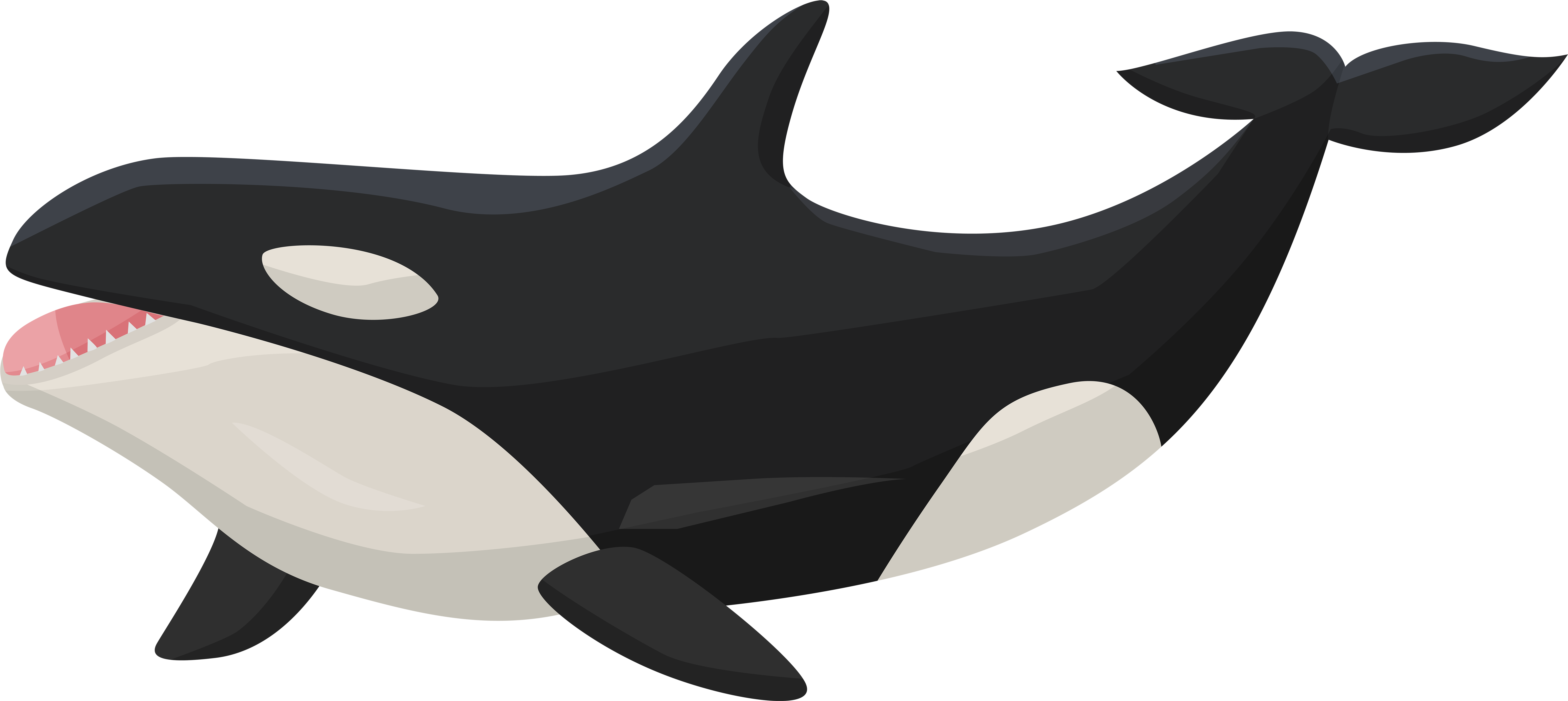 Download Transparent Orca Clipart - Png Download (#202816) - PinClipart
