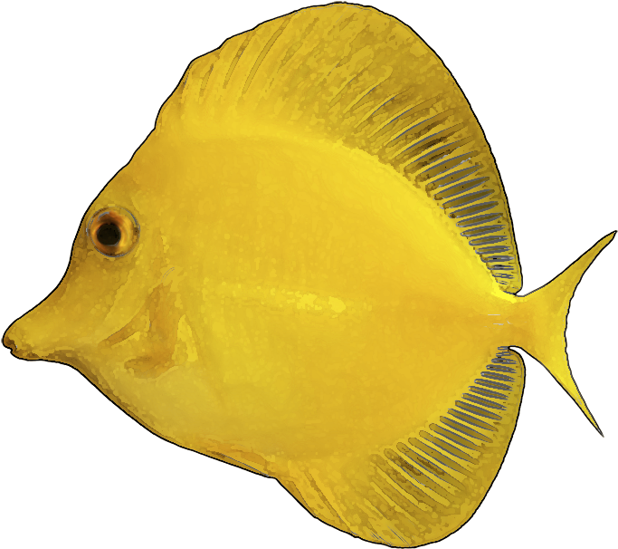Yellow - Fish - Clip - Art - Transparent Background Yellow Fish Png ...