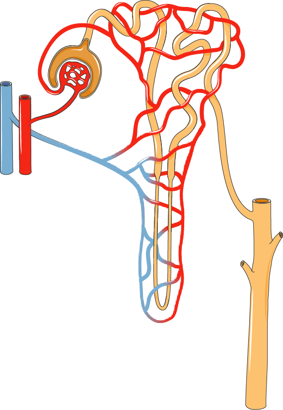 Download The Image Download The Entire Set - Nephron Png Clipart - Full ...