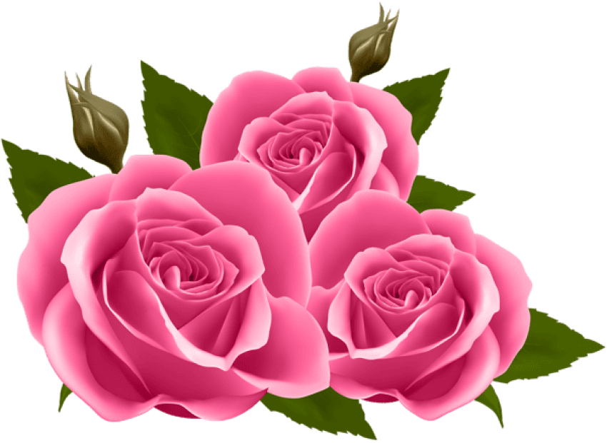 Free Png Pink Roses Png Images Transparent Clipart - Full Size Clipart (#2030364) - PinClipart