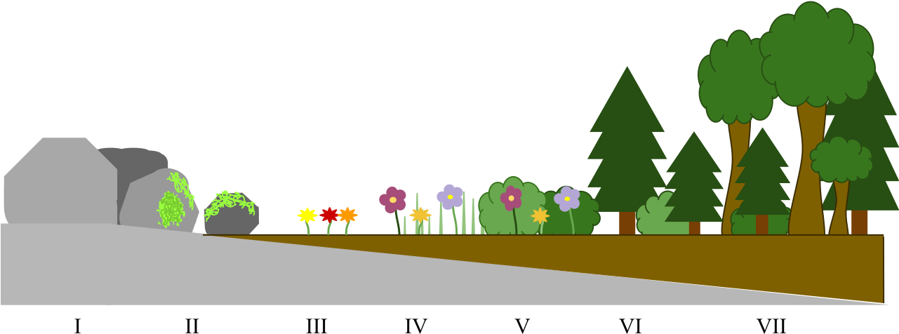 Download File Primary Succession Diagram Svg Wikimedia Commons ...