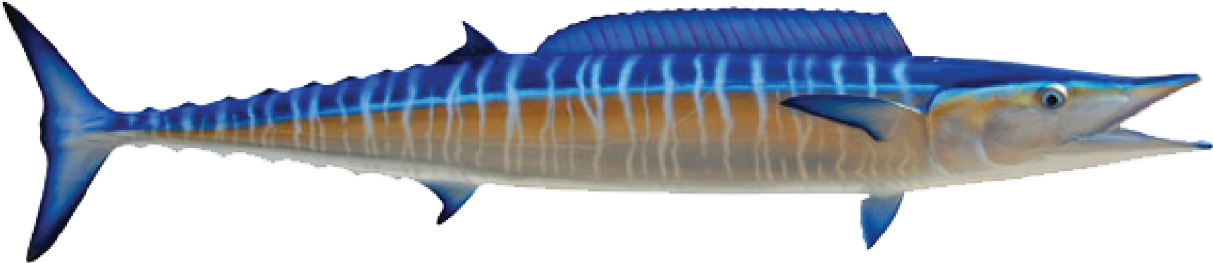 Download Wahoo - Wahoo Fish Clipart (#2085173) - PinClipart