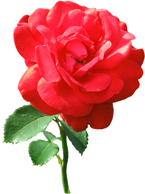 Single Red Rose With Dew Drops - Transparent Single Red Rose Clipart ...