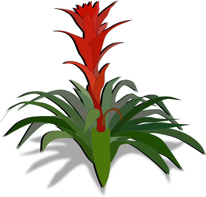Bromeliad Clipart - Png Download - Full Size Clipart (#2112415 ...