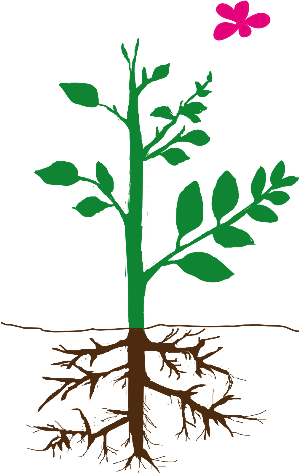 Download Parts Of Plant Png Clipart (#2113424) - PinClipart