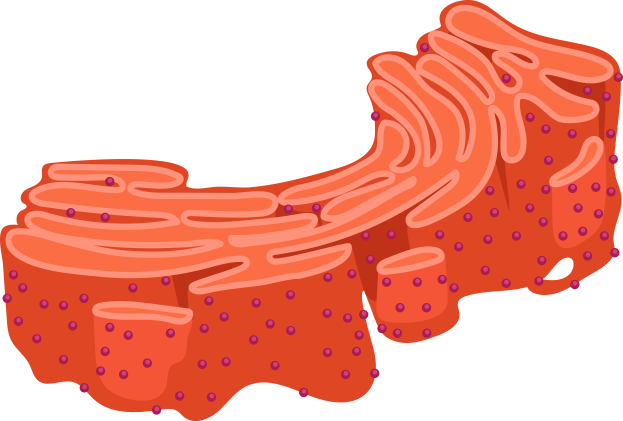 Biology Clipart - Full Size Clipart (#2168245) - PinClipart