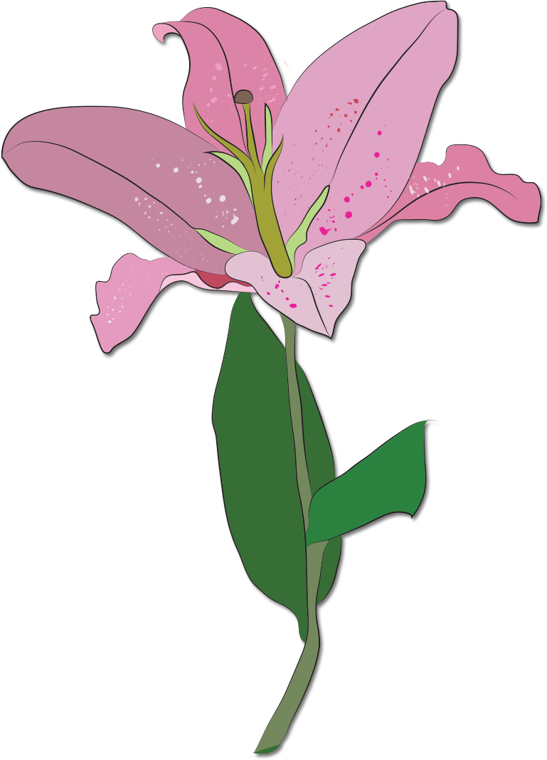 Lily Clipart - Full Size Clipart (#2182297) - PinClipart