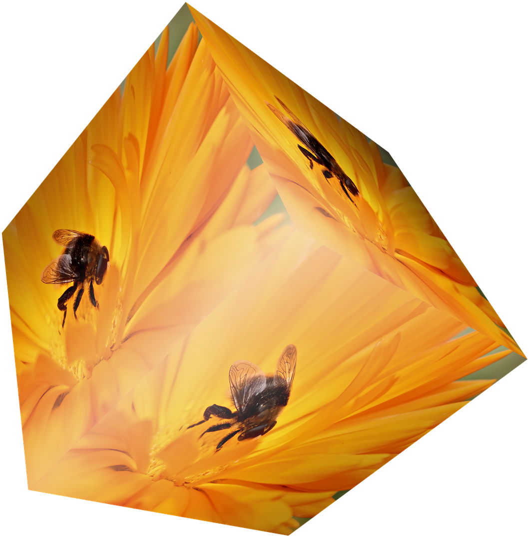 Cube Flower Bee Insect Orange Png Image - Insect Clipart - Full Size ...