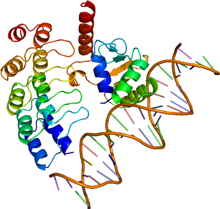 Nrf2 Protein Clipart - Full Size Clipart (#2200872) - PinClipart