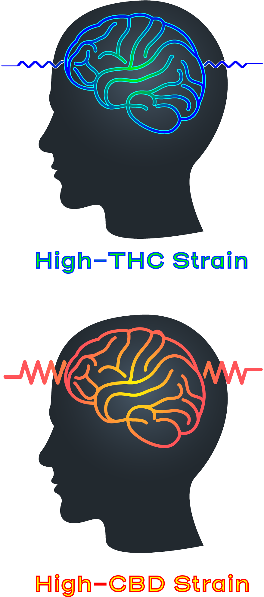 High Thc High Cbd Strain Epilepsy Seizure Clipart - Full Size Clipart ...