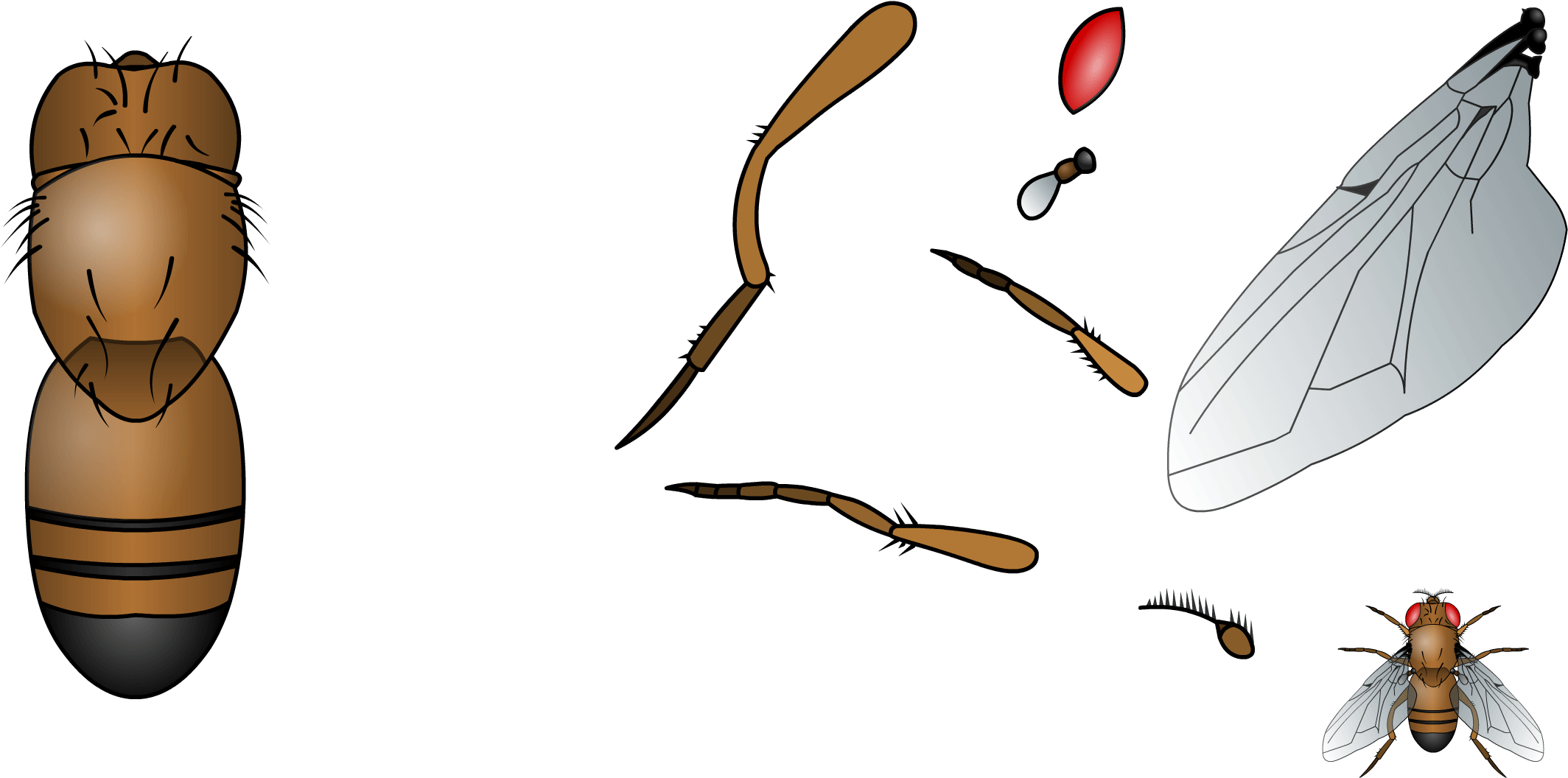 Build The Common Fruit Fly Based On The Template Clipart - Full Size ...