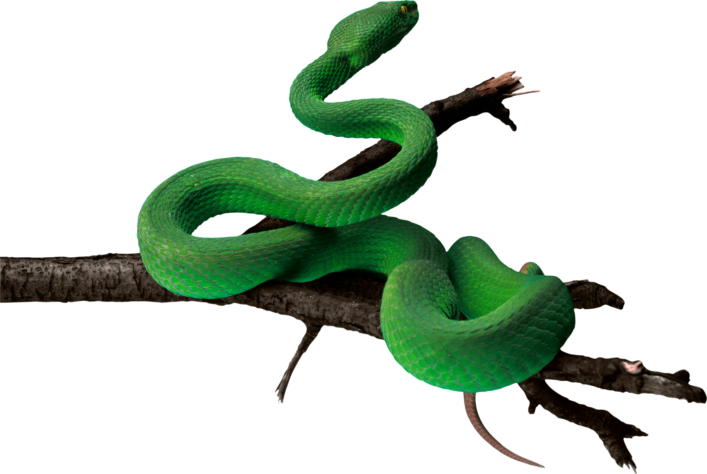 Anaconda Png Pic - Green Snake Transparent Background Clipart - Full ...