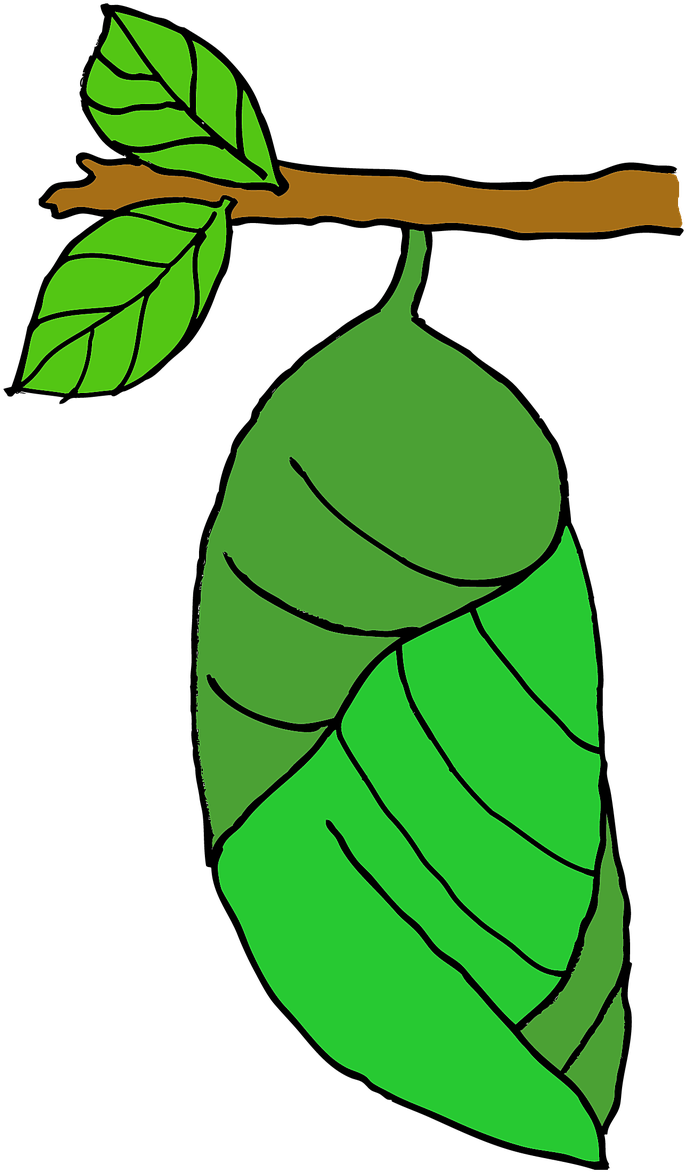 Butterfly Cocoon Clipart - Png Download - Full Size Clipart (#2301156 ...