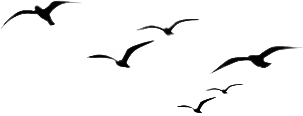 Bird Migration Clipart - Png Download - Full Size Clipart (#2314289 ...