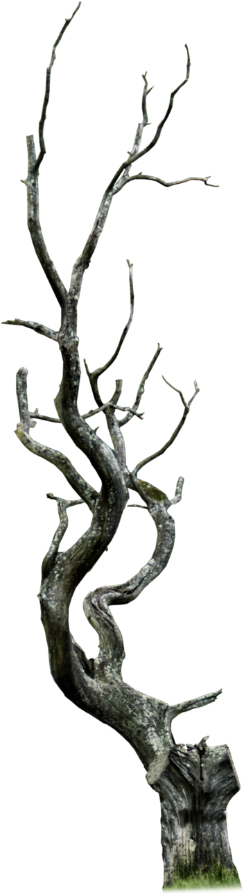 Dead Tree Clipart Thorn Tree - Png Download - Full Size Clipart ...