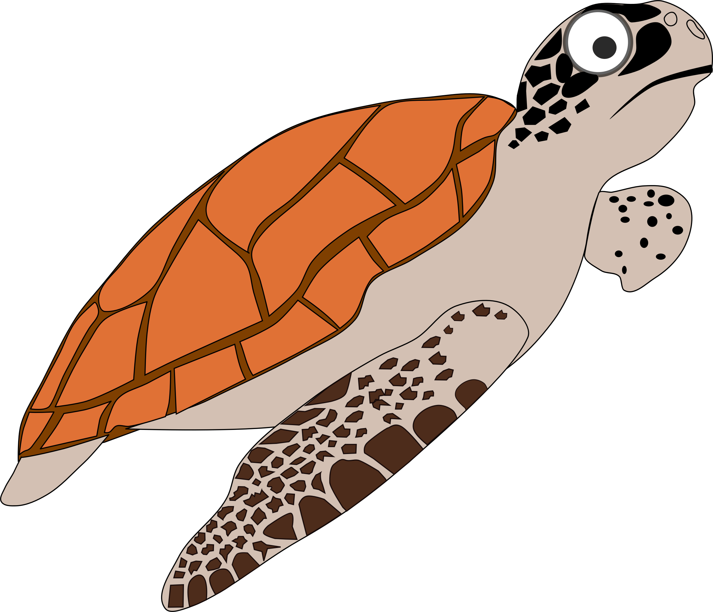 Sea Turtles - Clipart - Loggerhead Sea Turtle Clipart - Png Download ...