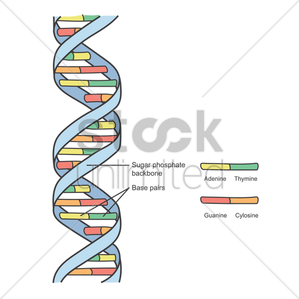Dna Structure Clipart Transparent - Png Download - Full Size Clipart ...