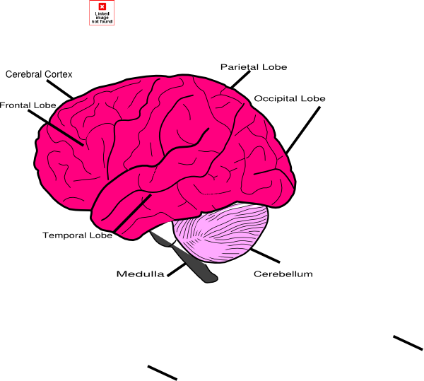 Medulla Clipart - Png Download - Full Size Clipart (#2408458) - PinClipart