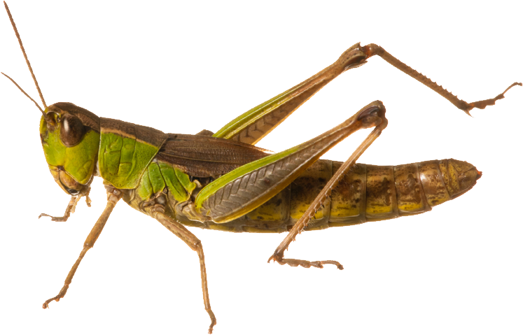 Locusts Clipart - Png Download - Full Size Clipart (#2419817) - PinClipart