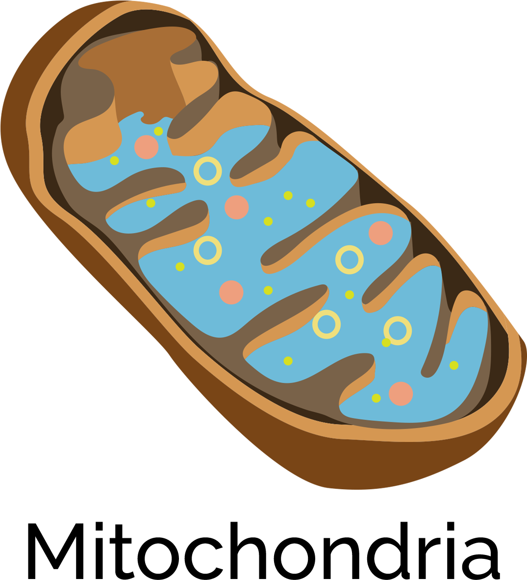 Mitochondria Clip Art - Png Download - Full Size Clipart (#2428355 ...