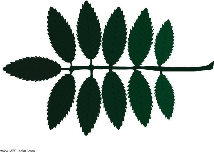 Download Bitmap Clipart Leaves Rowan - Png Download - Full Size Clipart ...