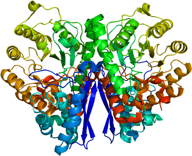 Structure Of The Ese Protein Clipart - Full Size Clipart (#2485463 ...