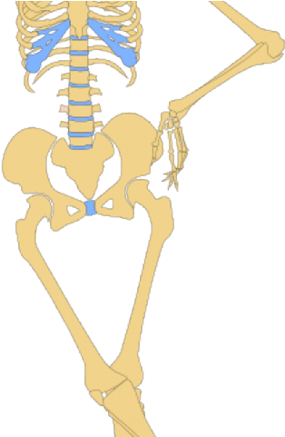 Skeleton Clipart Yoga - Png Download - Full Size Clipart (#2491937 ...