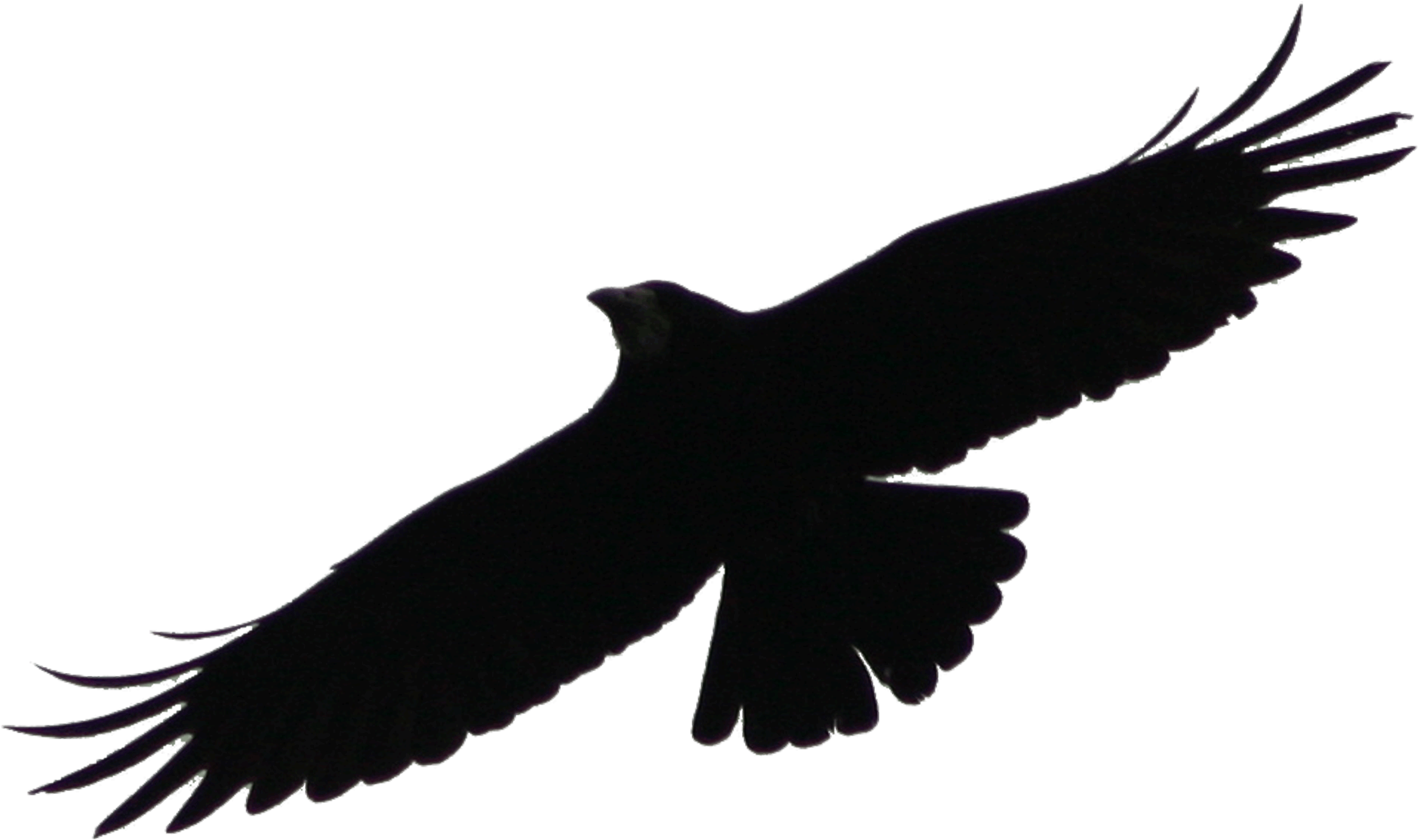 Clip Art Icon Style Illustration Of An Angry Raven - Png Download ...