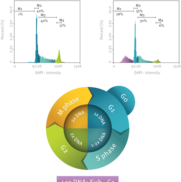 Cell Cycle Graphic V Clipart - Full Size Clipart (#2508445) - PinClipart