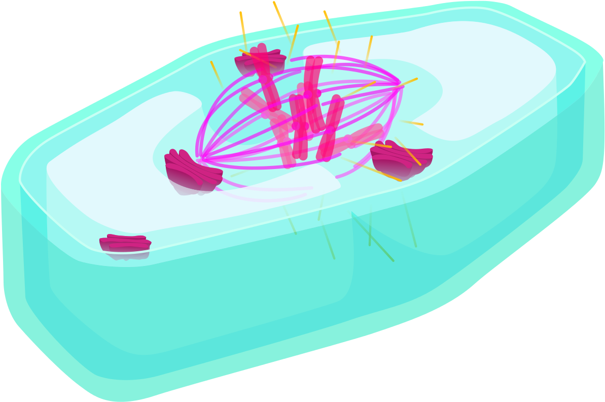 Plant Cell Metaphase Clipart - Full Size Clipart (#2508489) - PinClipart