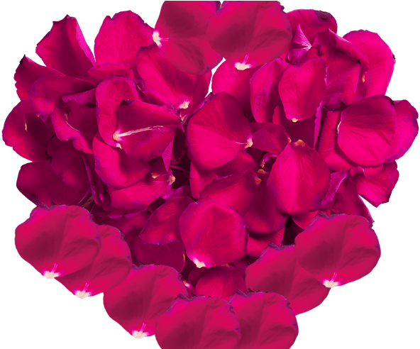 Rose Petal Png Images Vectors And Psd Files Free Download Clipart ...