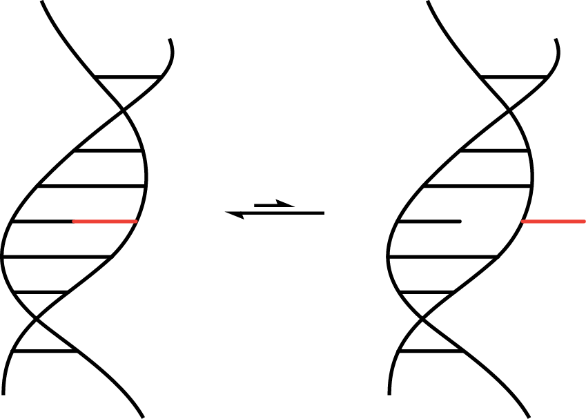 Schematic Representation Of Base Flipping, Between Clipart - Full Size ...