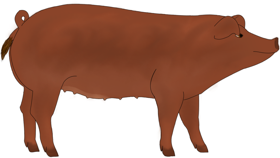 Pork Drawing Duroc Pig Clipart - Full Size Clipart (#2536886) - PinClipart