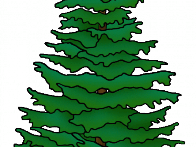 Fir Tree Clipart Hemlock Tree - Png Download - Full Size Clipart ...