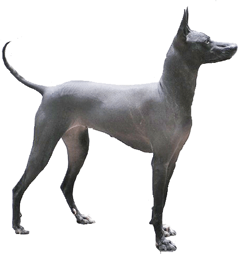 Peruvian Hairless Dog Clipart - Full Size Clipart (#2617124) - PinClipart