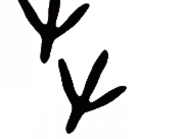 Turkey Tracks Clipart - Png Download - Full Size Clipart (#2625315 ...