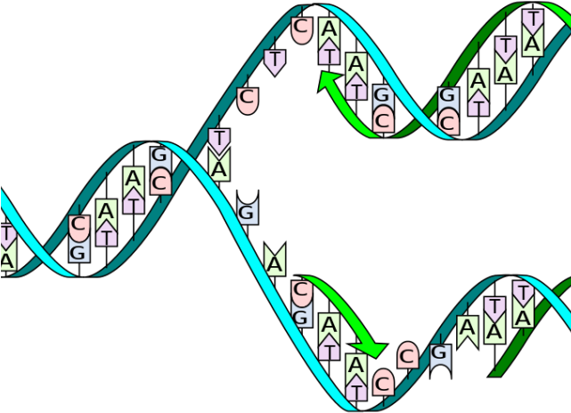 Dna Structure Clipart Unlabeled - Png Download - Full Size Clipart ...