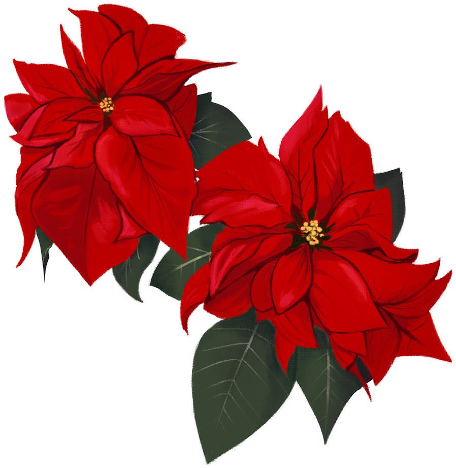 Poinsettia Clip Art - Png Download - Full Size Clipart (#2659295 ...