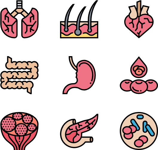 Human Organs Clipart - Full Size Clipart (#2660432) - PinClipart