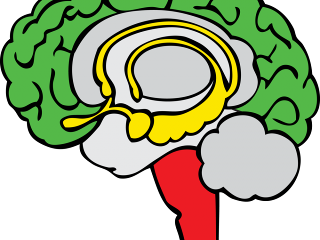 Yellow Clipart Brain - Png Download - Full Size Clipart (#2691555 ...