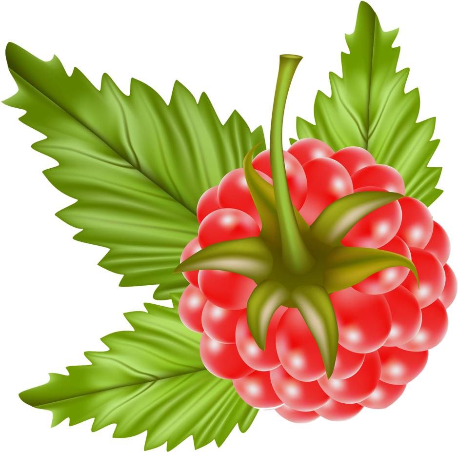Red Raspberry Clipart - Full Size Clipart (#2822181) - PinClipart