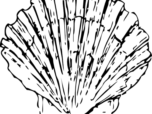 Shell Clipart Fossil - Png Download - Full Size Clipart (#2832437 ...