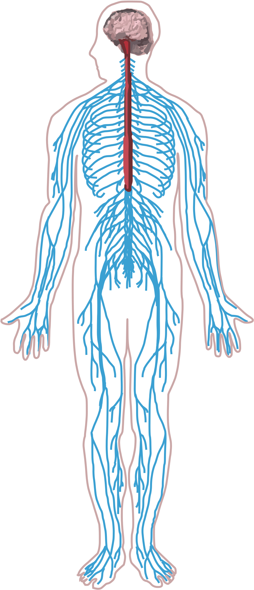 Nervous System Clip Art - Png Download - Full Size Clipart (#2850163 ...