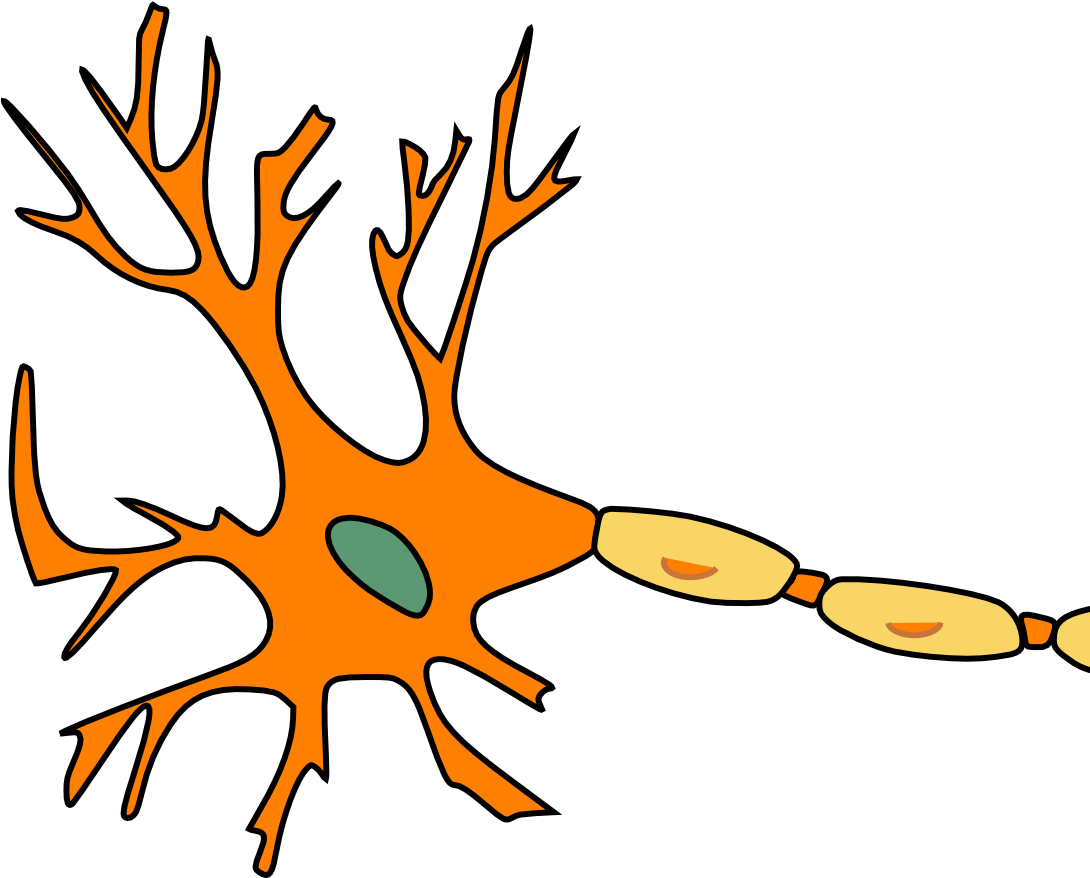 Nervous System Clip Art - Png Download - Full Size Clipart (#2850167 ...