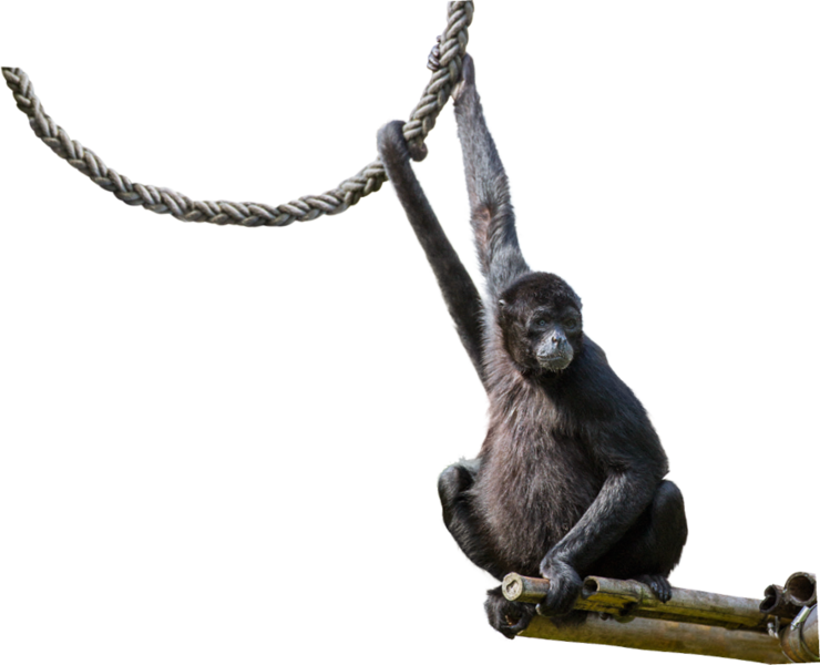 Chimp Clip Art - Png Download - Full Size Clipart (#2893998) - PinClipart