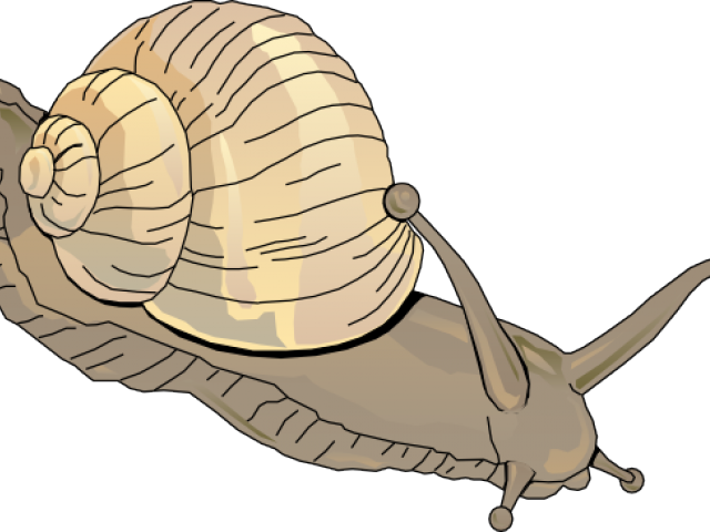 Snail Clipart Water Snail - Png Download - Full Size Clipart (#2895686 ...