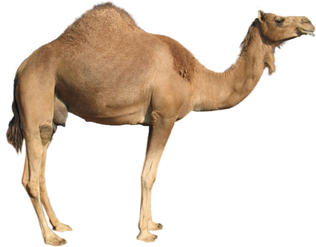 Camel Clipart Transparent - Camel In White Background - Png Download ...