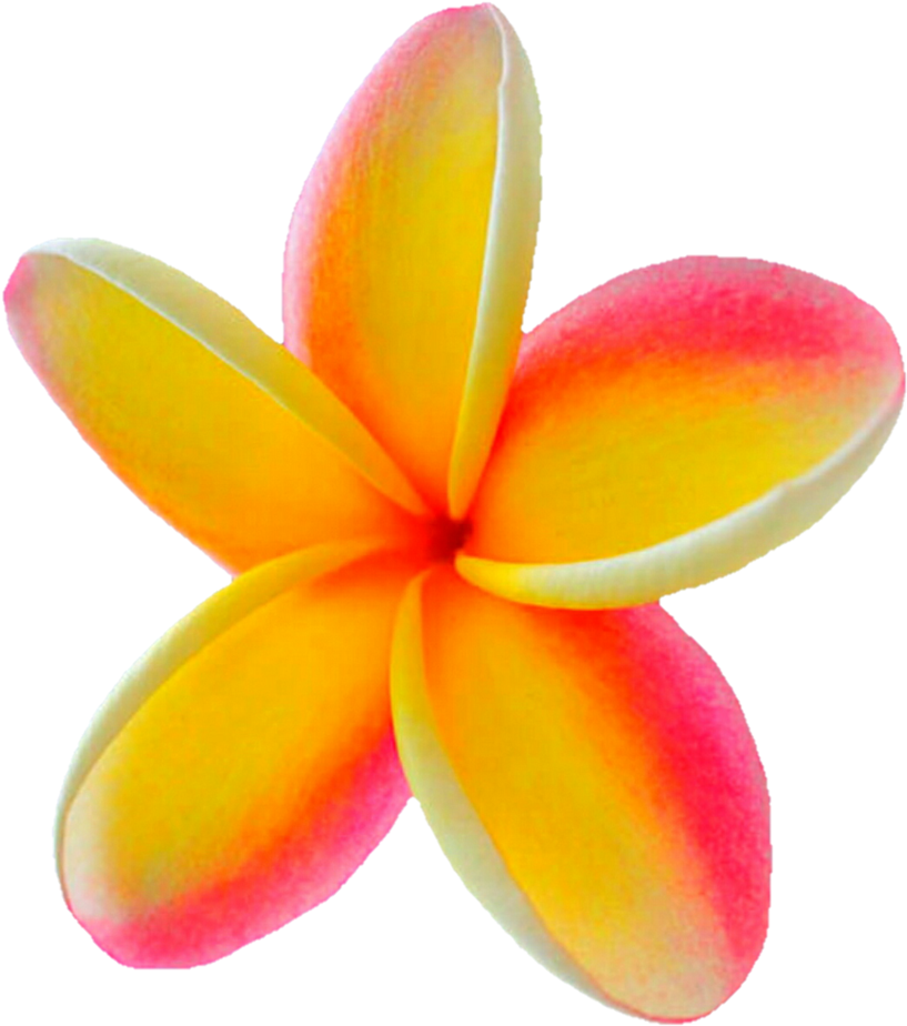 Plumeria Png Clipart - Full Size Clipart (#2907888) - PinClipart