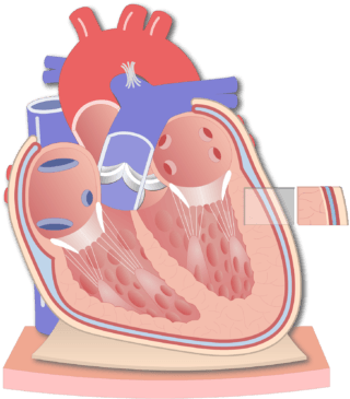 Coronal Section Of The Pericardium Animation Slide Clipart - Full Size ...