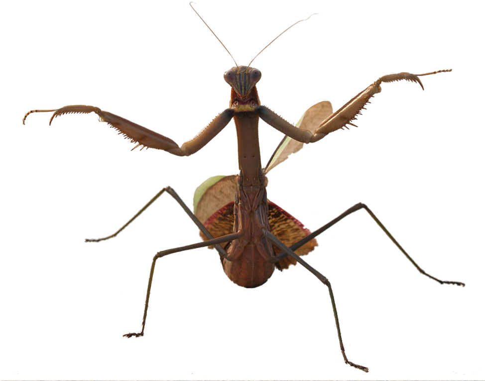 Mantis Vector Free Png Photo Clipart - Full Size Clipart (#2923956 ...